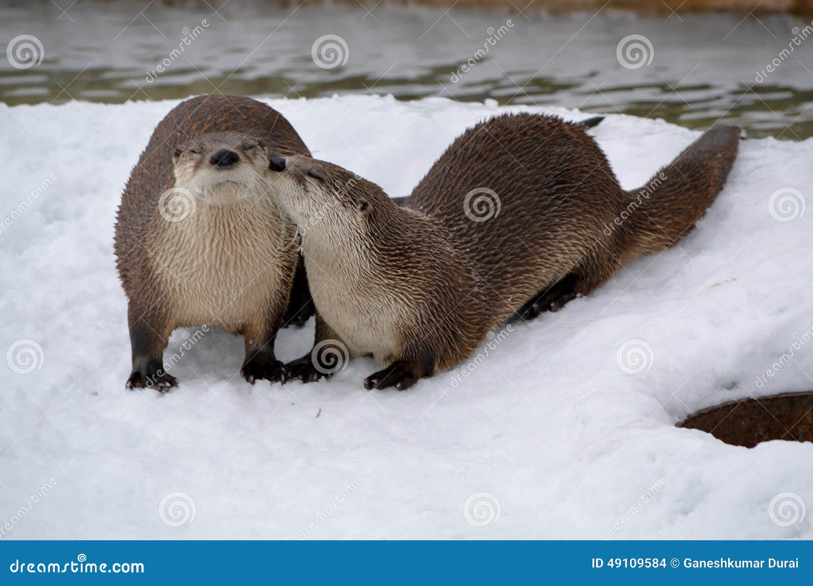 Schattige Dierenliefde Foto's
