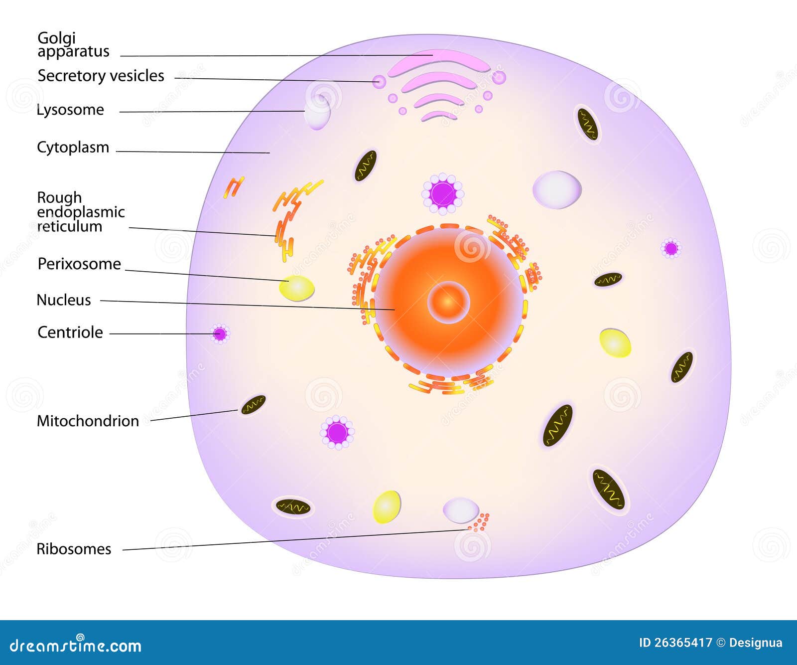Dierlijke cel vector illustratie. Afbeelding bestaande uit onderwijs ...