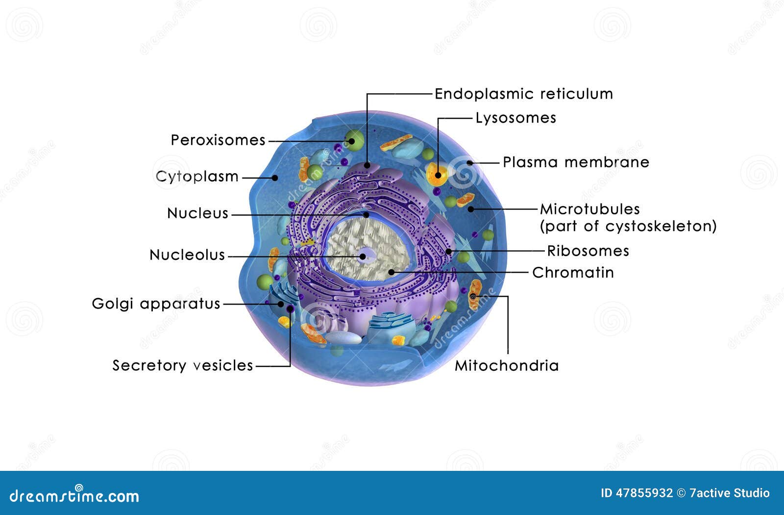 Dierlijke cel stock illustratie. Illustration of macro - 47855932