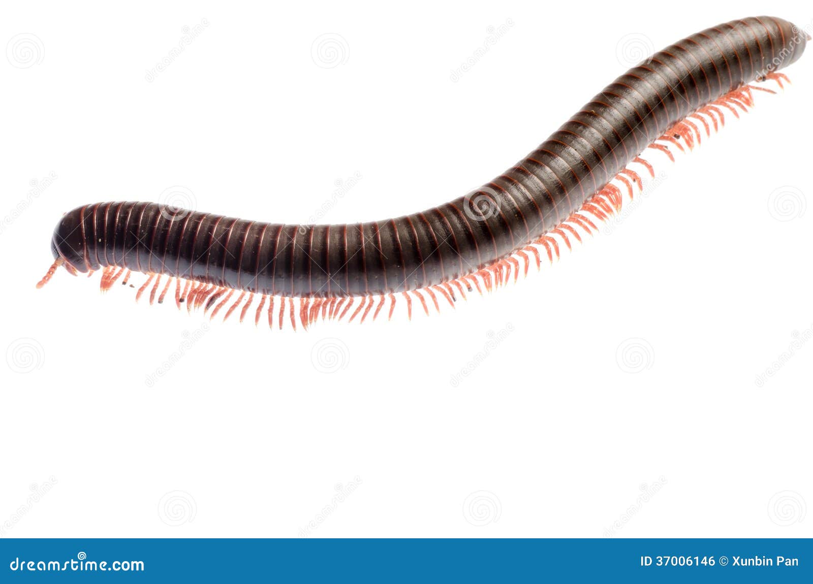 Dierlijke duizendpoot stock foto. Image of kleurrijk - 37006146