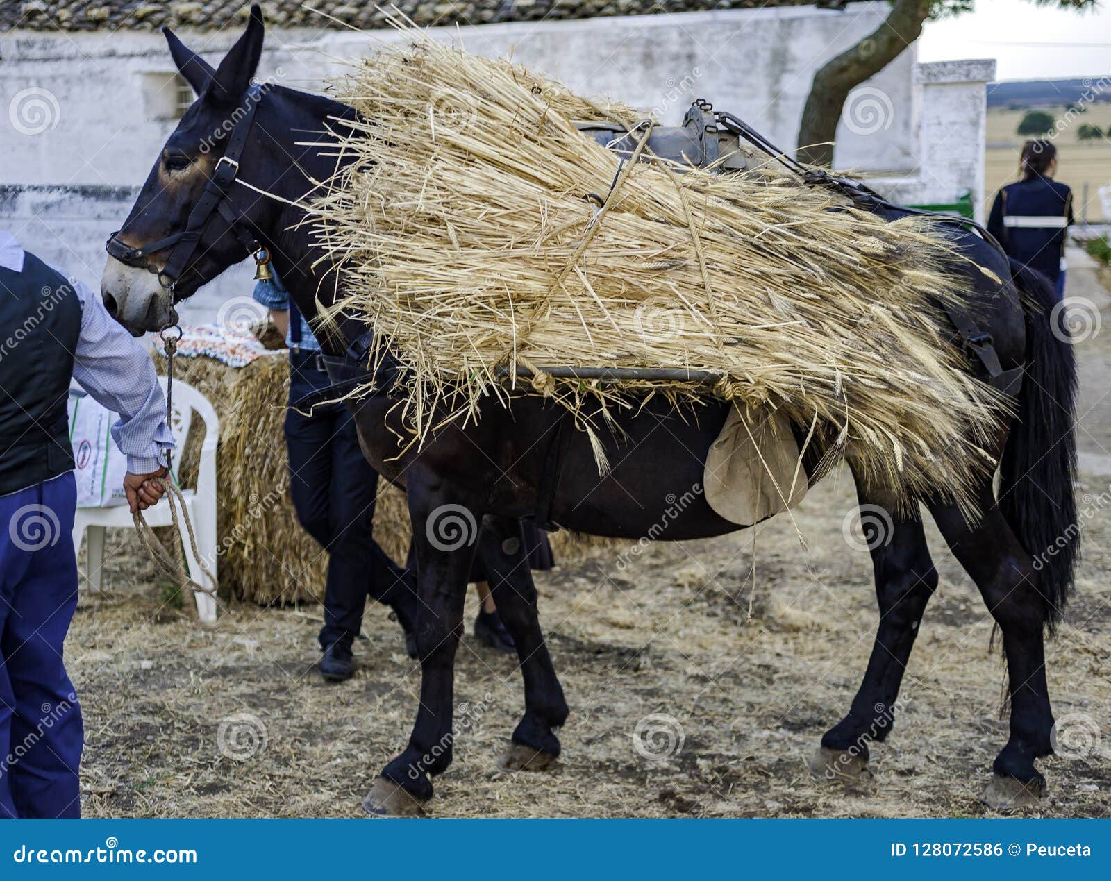 Dierlijke Somaezel, Muilezel, Enz. Geladen Stock Foto - Image of ...
