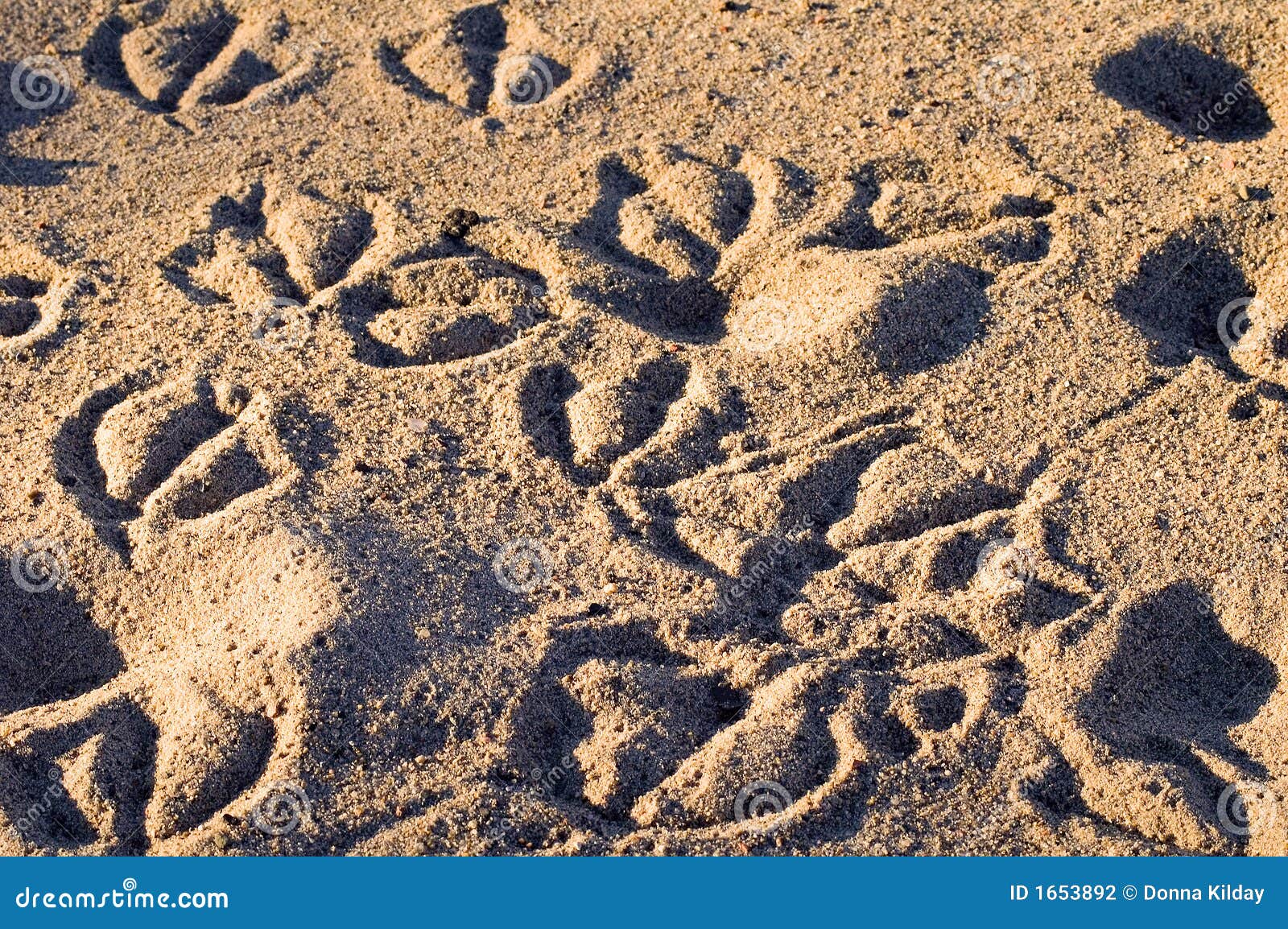 Dierlijke Sporen in Het Zand Stock Foto - Image of reserveren ...