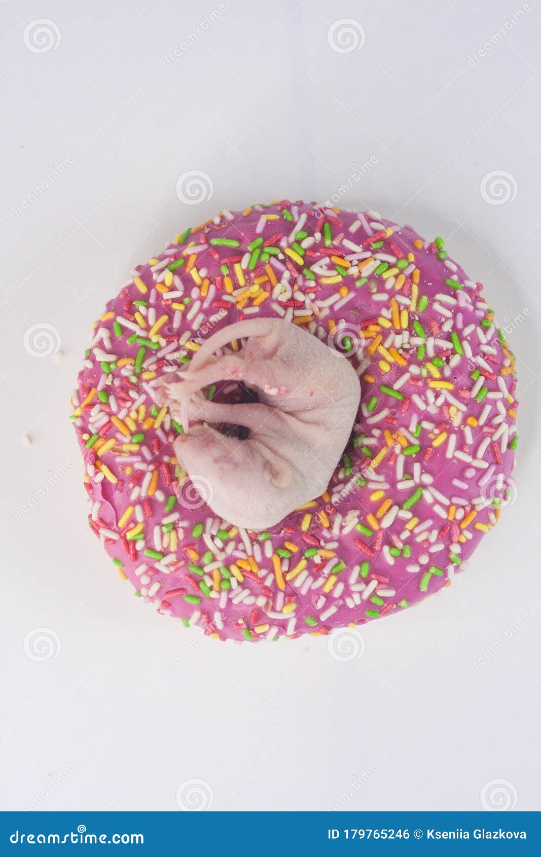 Diet Concept. Cute Little Cubs on a Stock Photo - Image of beautiful ...