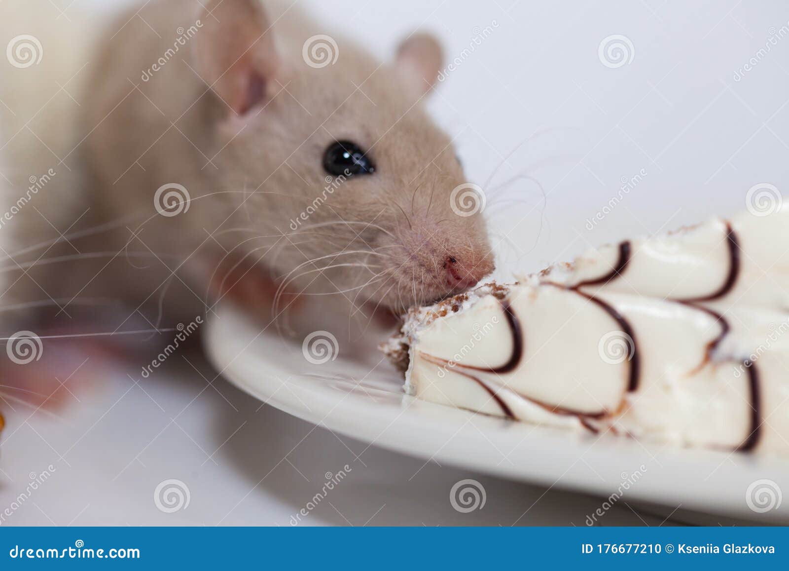 Diet Concept. Funny Rat Eating a Huge Piece Stock Photo - Image of ...