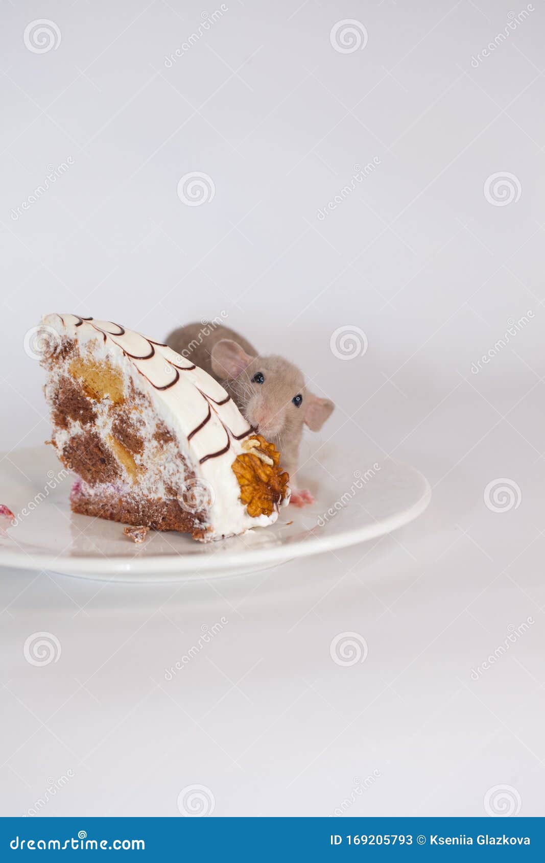 Diet Concept. the Mouse Eats a Piece of Sweet Cake with a Stock Image ...