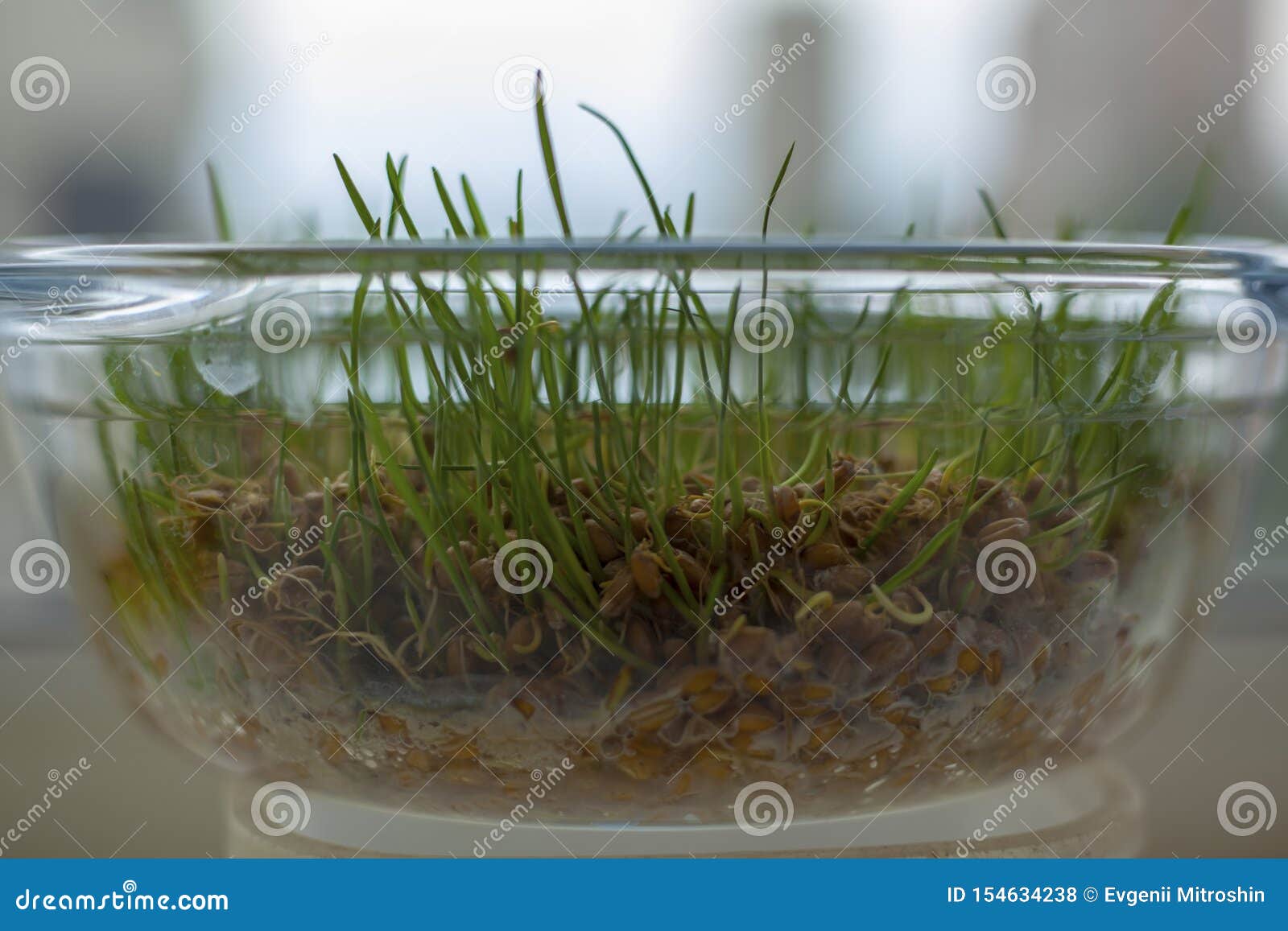Diet Food, Germinated Wheat Grains on the Plate Stock Photo - Image of ...