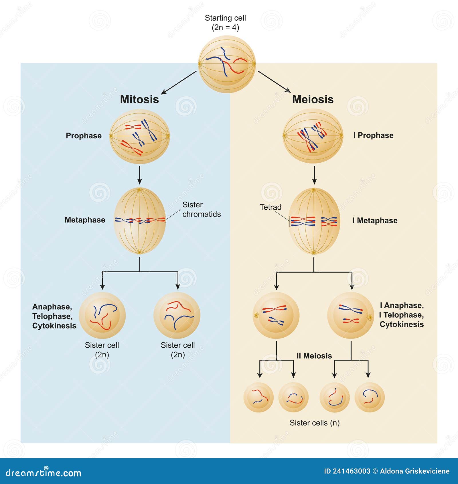 Diferencias De Mitosis Y Meiosis Stock De Ilustración Ilustración De