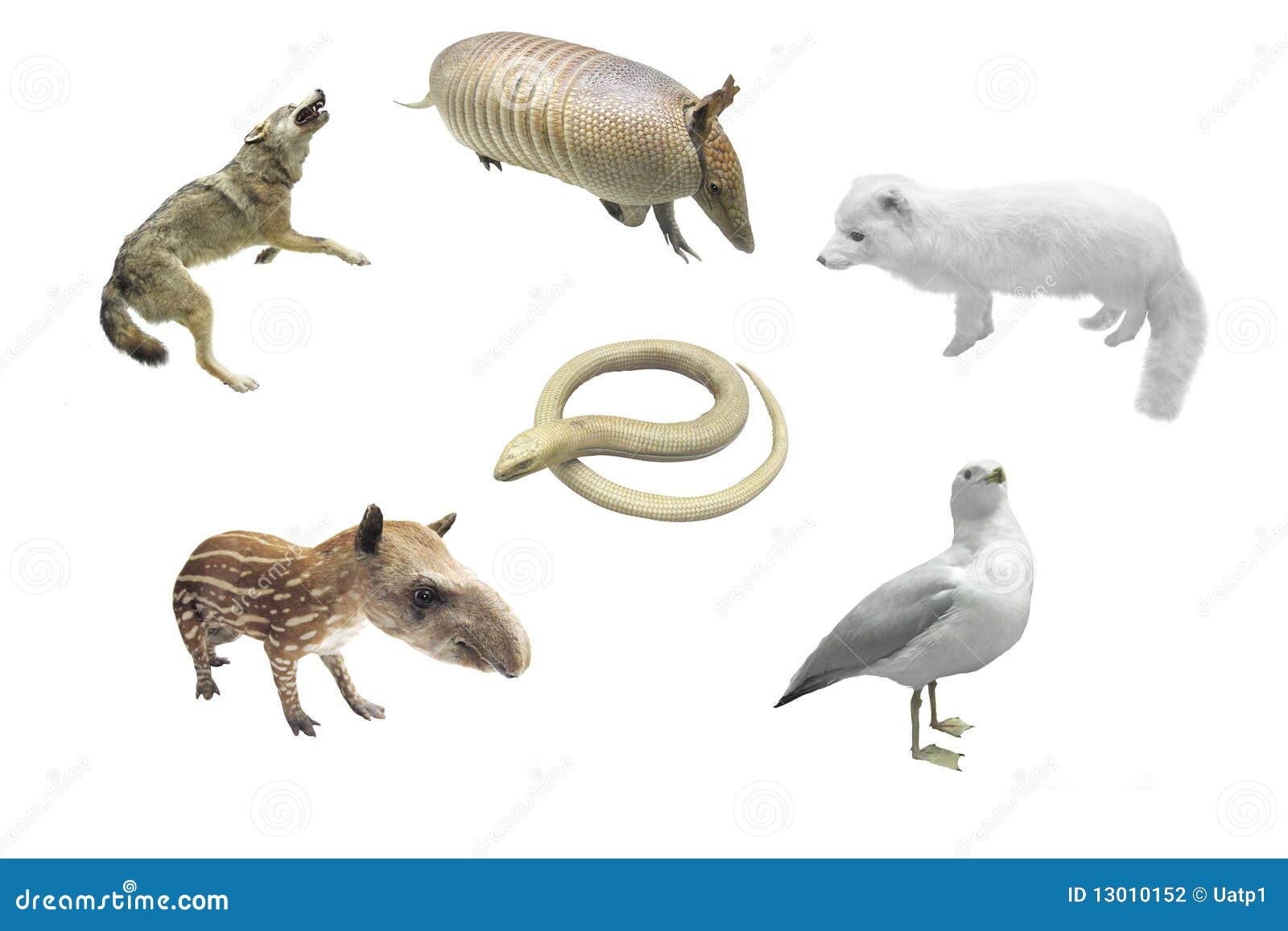 Diferent animals stock photo. Image of fauna, seamew - 13010152