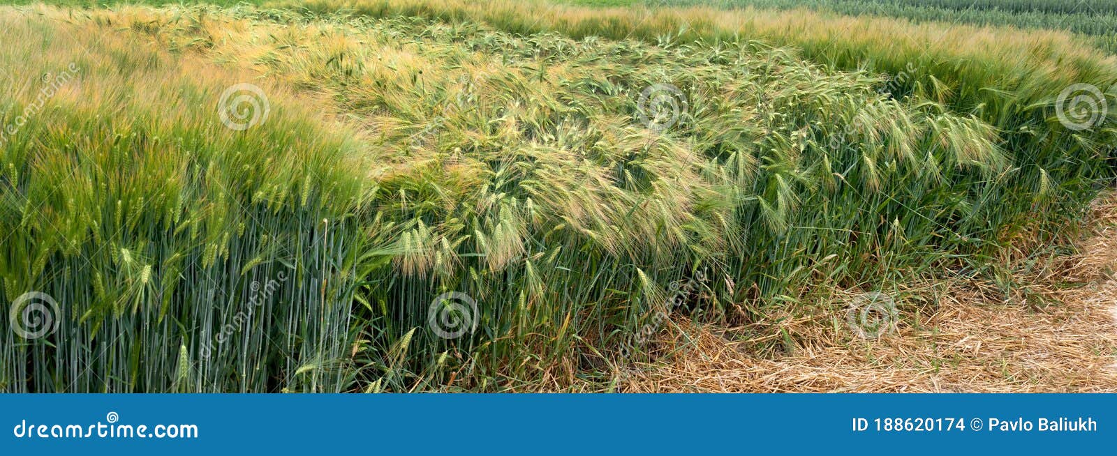 Diferent Varieties of Rye, Wheat on Demonstration Plot Stock Photo ...