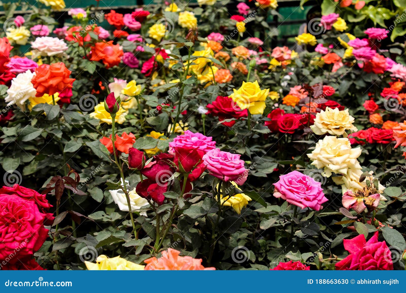 Diferente Tipo De Flores De Rosa Foto de archivo - Imagen de amarillo ...