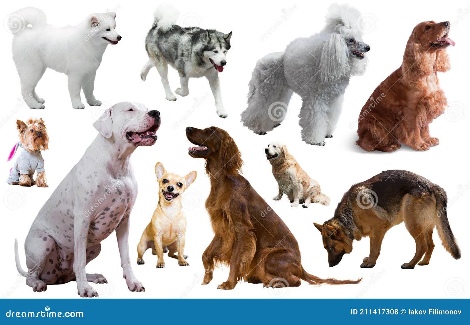 Diferentes razas de perros foto de archivo. Imagen de mascota - 211417308