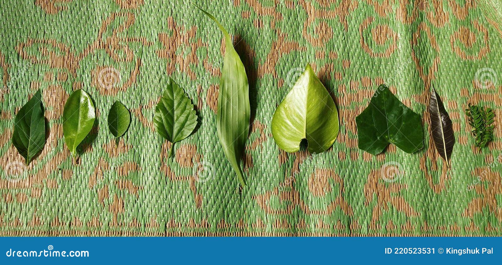 Diferentes Tipos De Brotes De Panorama De Hojas. Imagen de archivo ...