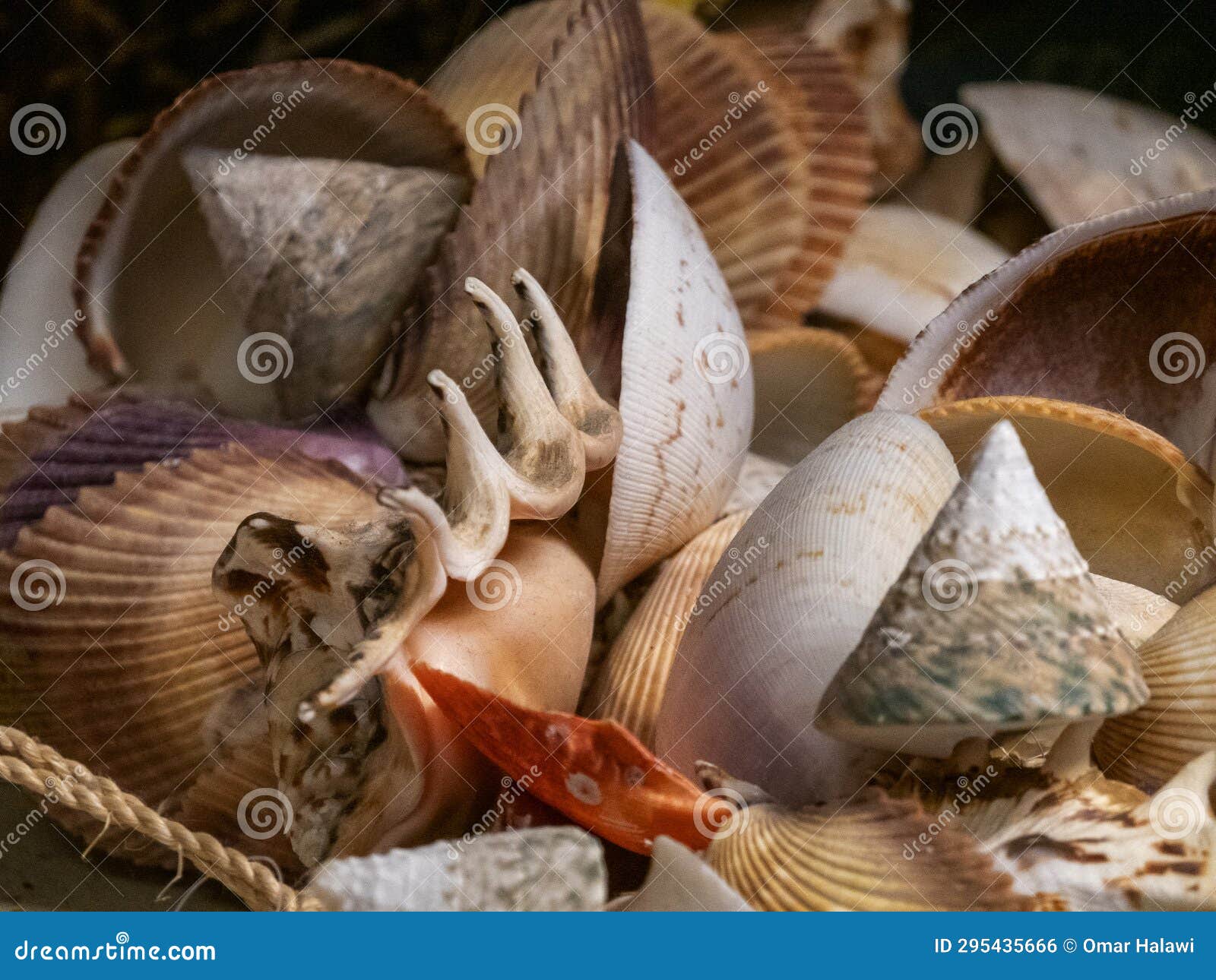 Diferentes Tipos De Conchas Marinas Foto de archivo - Imagen de costa ...