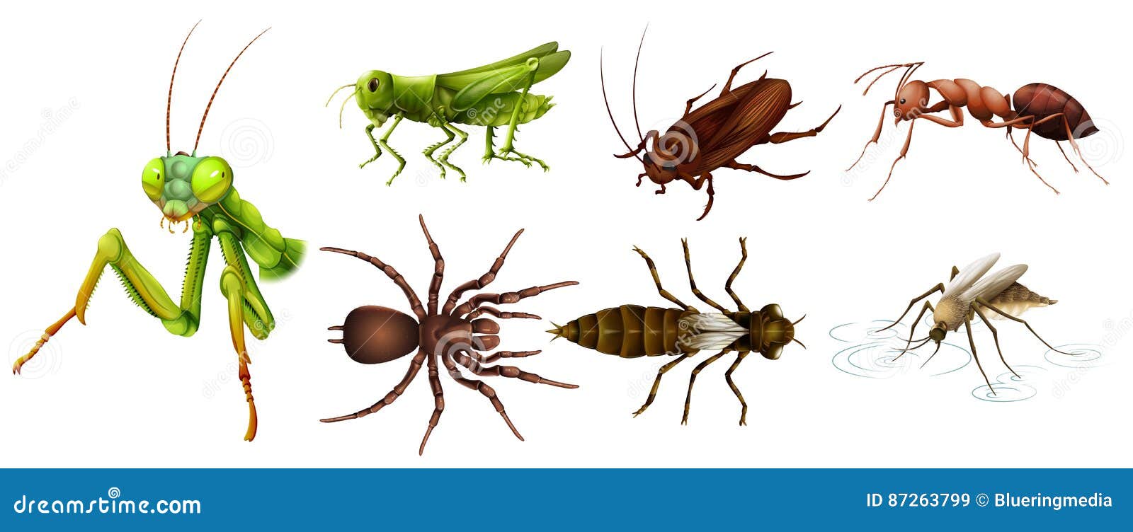 Diferentes Tipos De Insectos Ilustración del Vector - Ilustración de ...