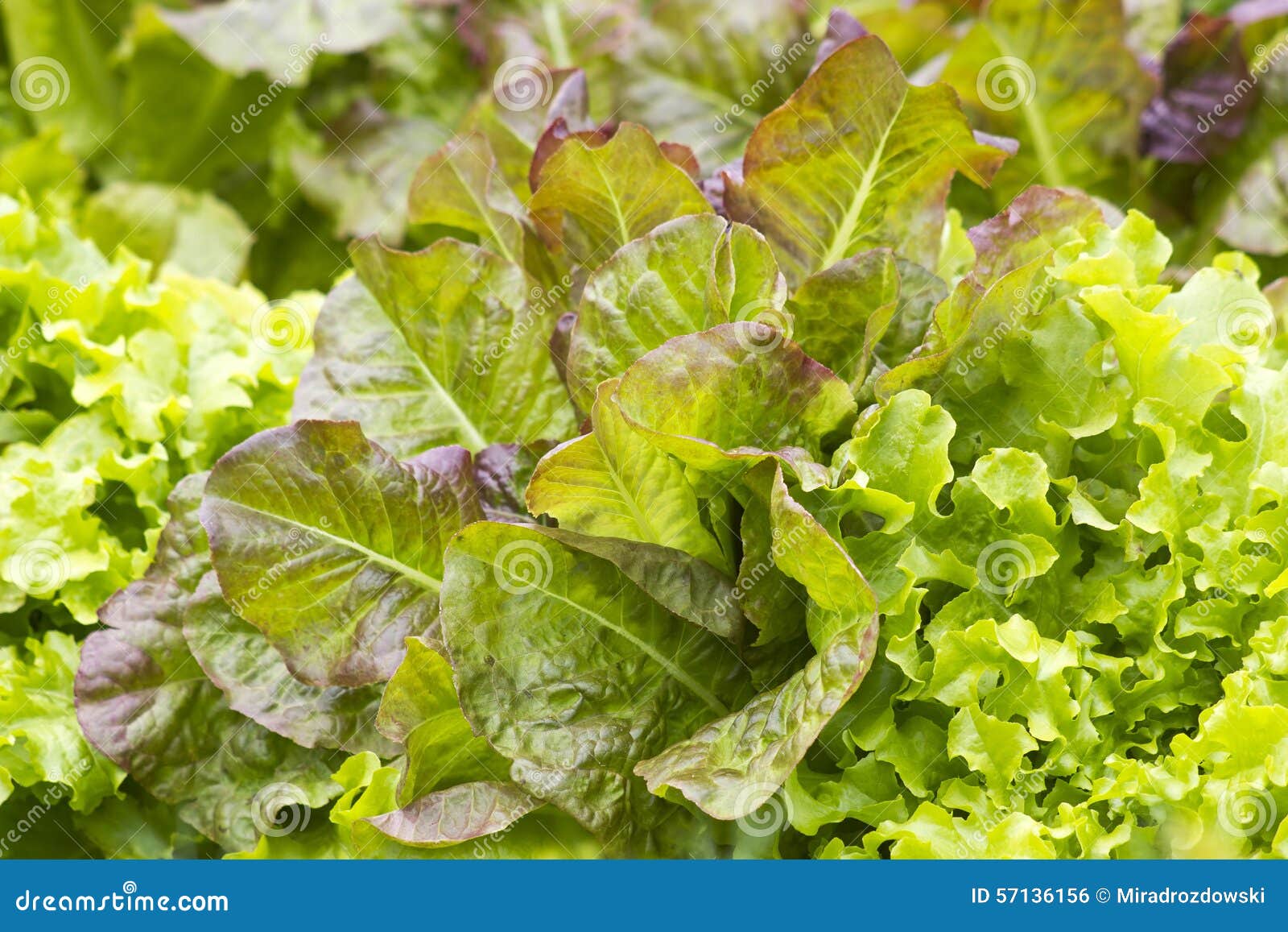 Diferentes Tipos De Lechuga Foto de archivo - Imagen de coloreado ...