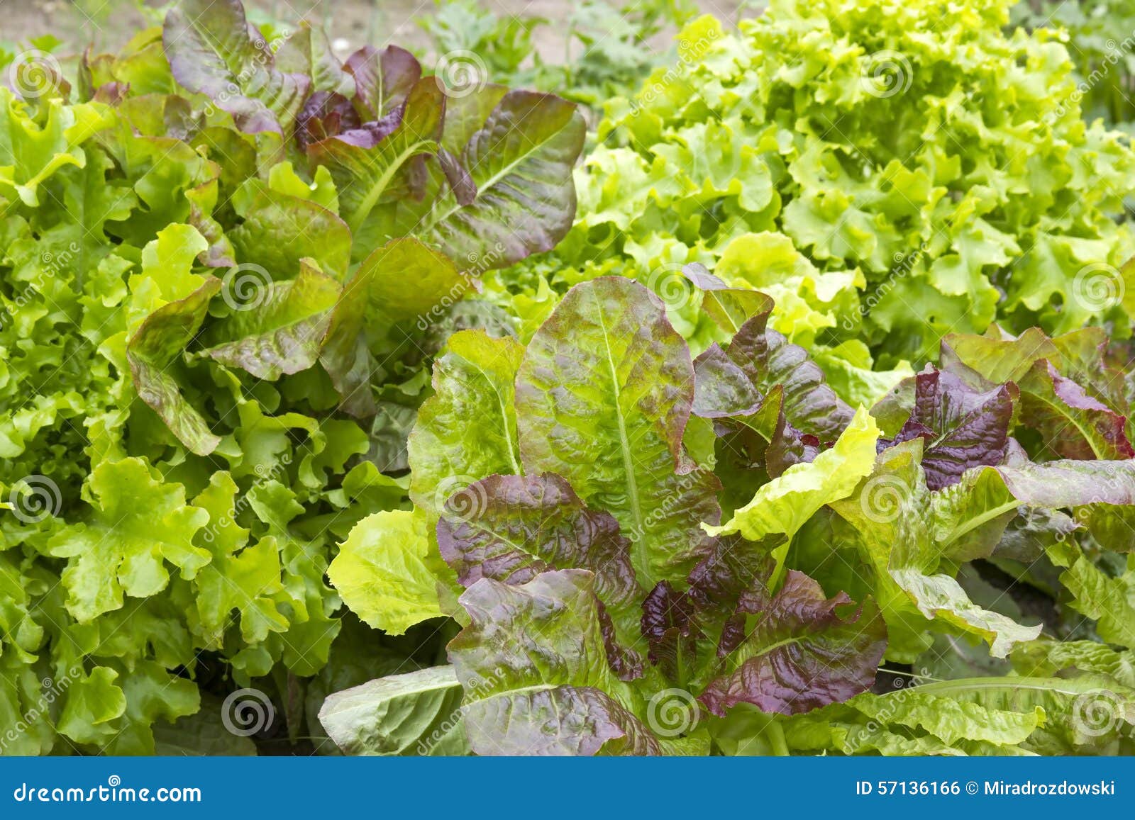 Diferentes Tipos De Lechuga Foto de archivo - Imagen de variedad ...