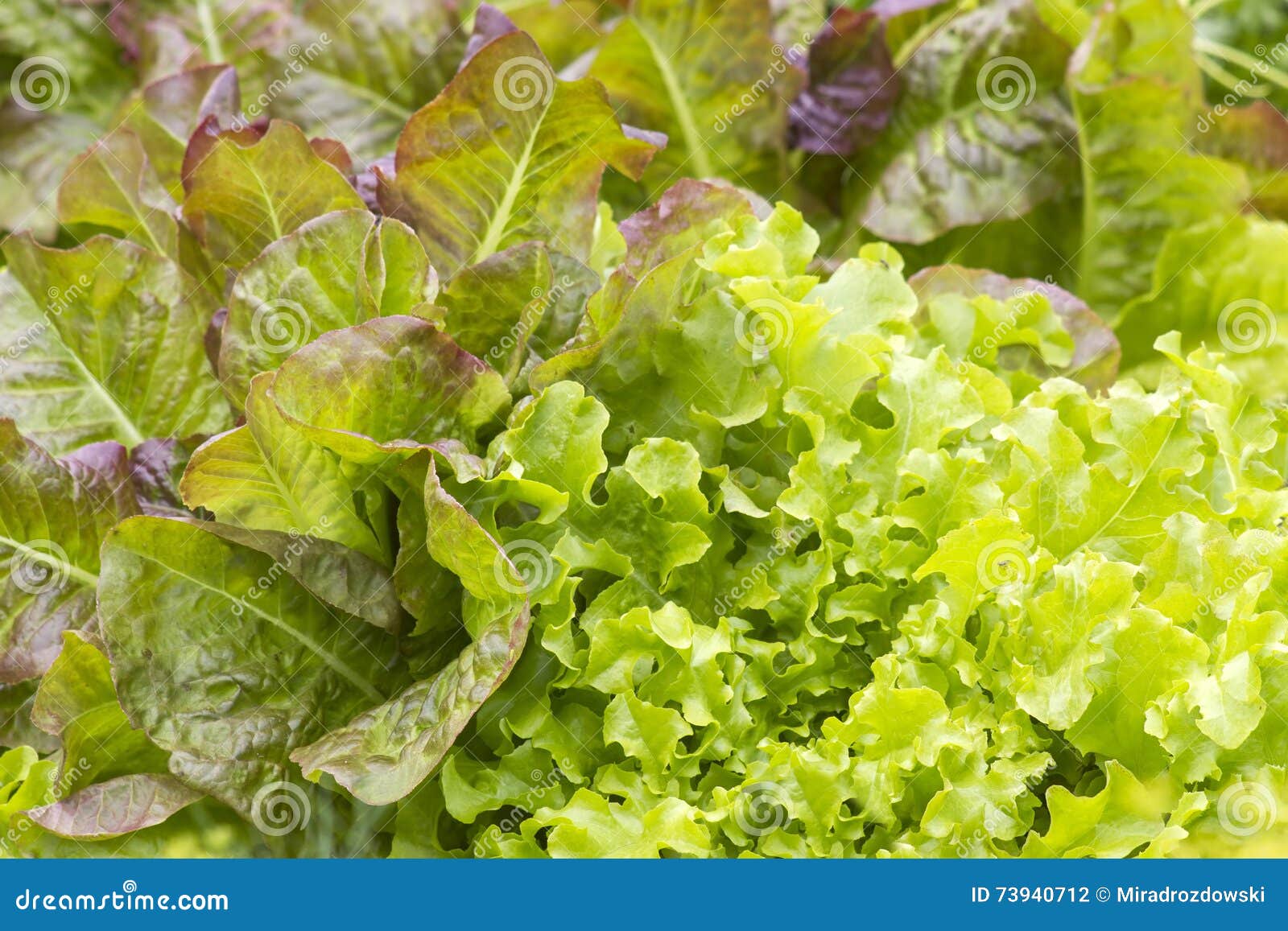 Diferentes Tipos De Lechuga Foto de archivo - Imagen de cierre ...