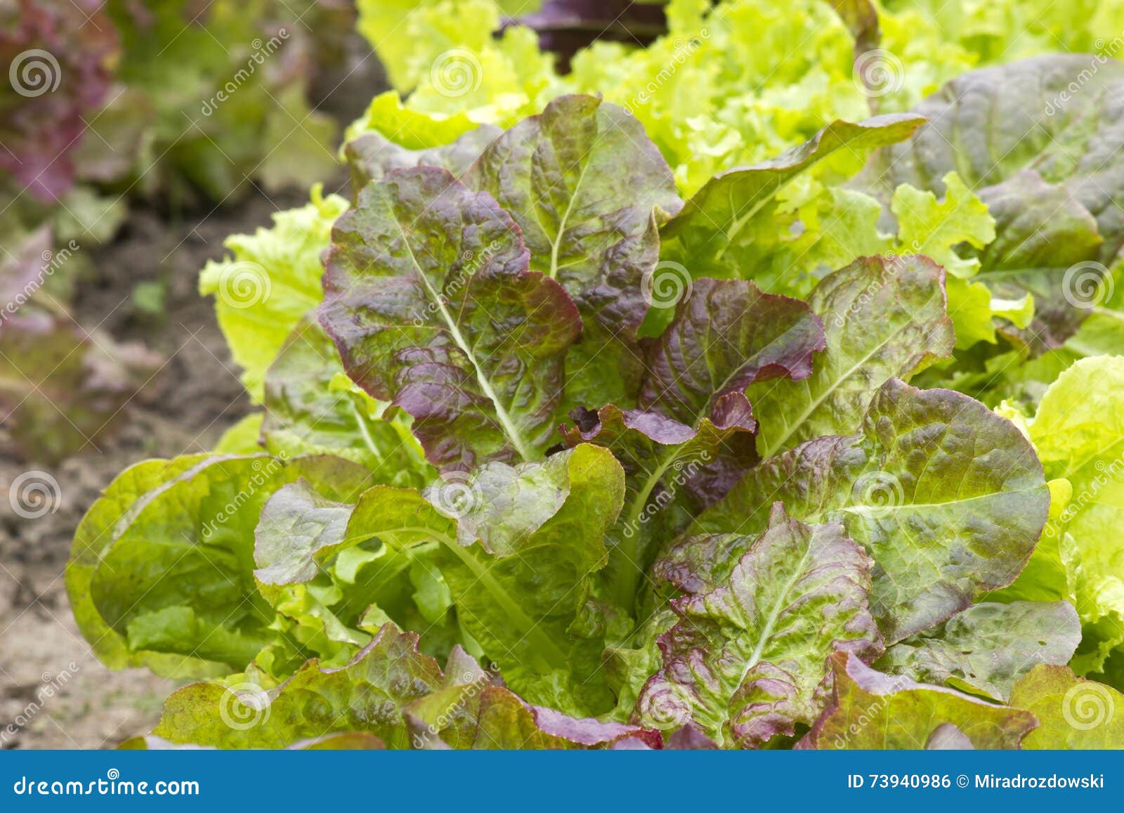 Diferentes Tipos De Lechuga Foto de archivo - Imagen de color, colorido ...