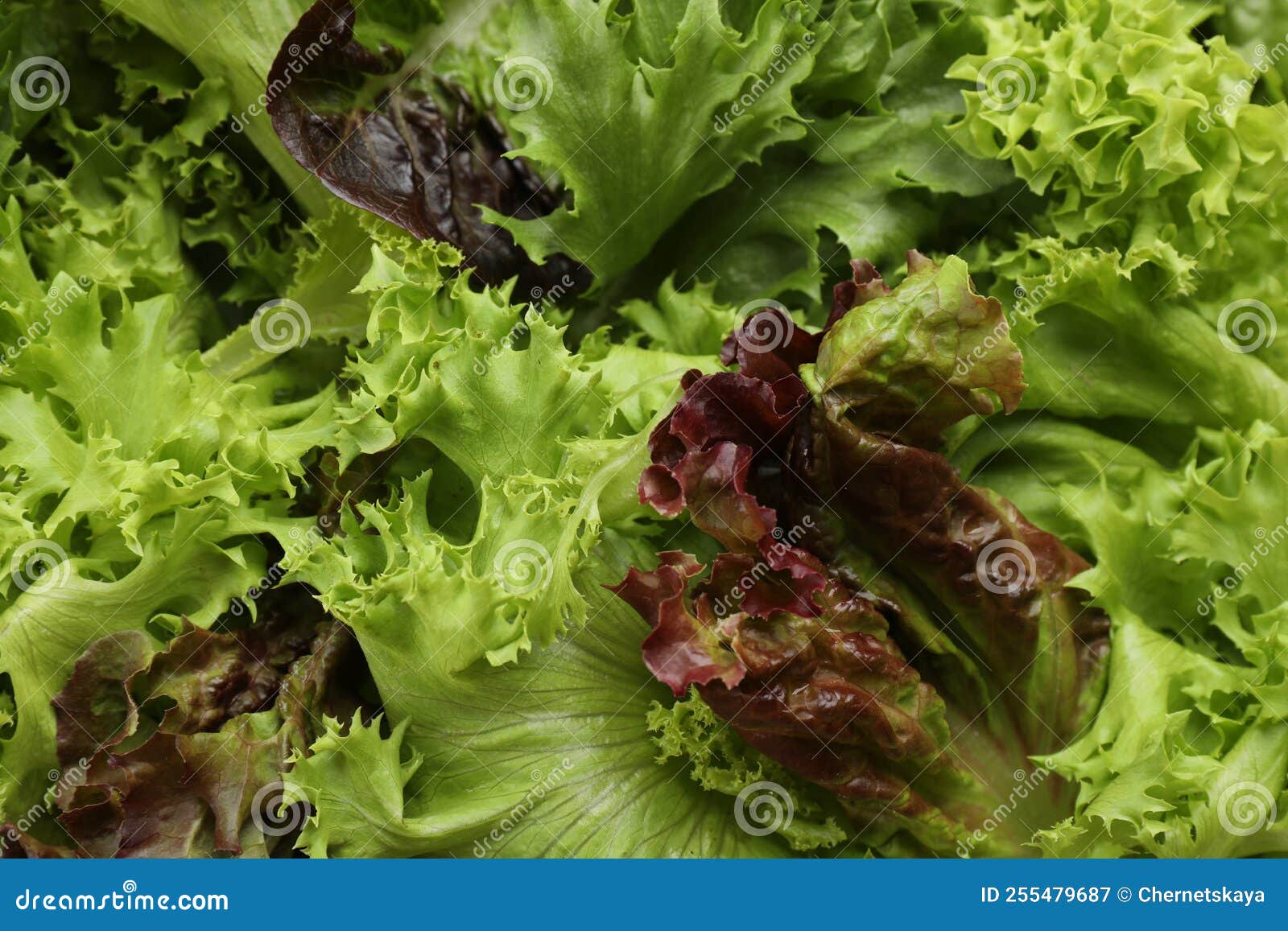 Diferentes Tipos De Lechuga Como Cierre De Fondo Imagen de archivo ...