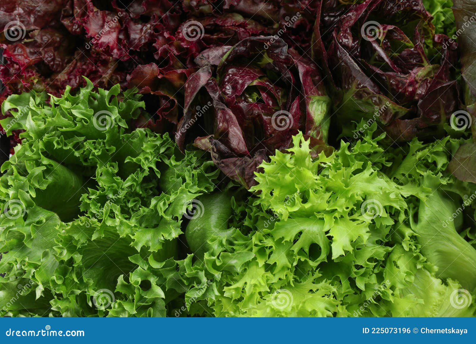 Diferentes Tipos De Lechuga Como Fondo Foto de archivo - Imagen de ...