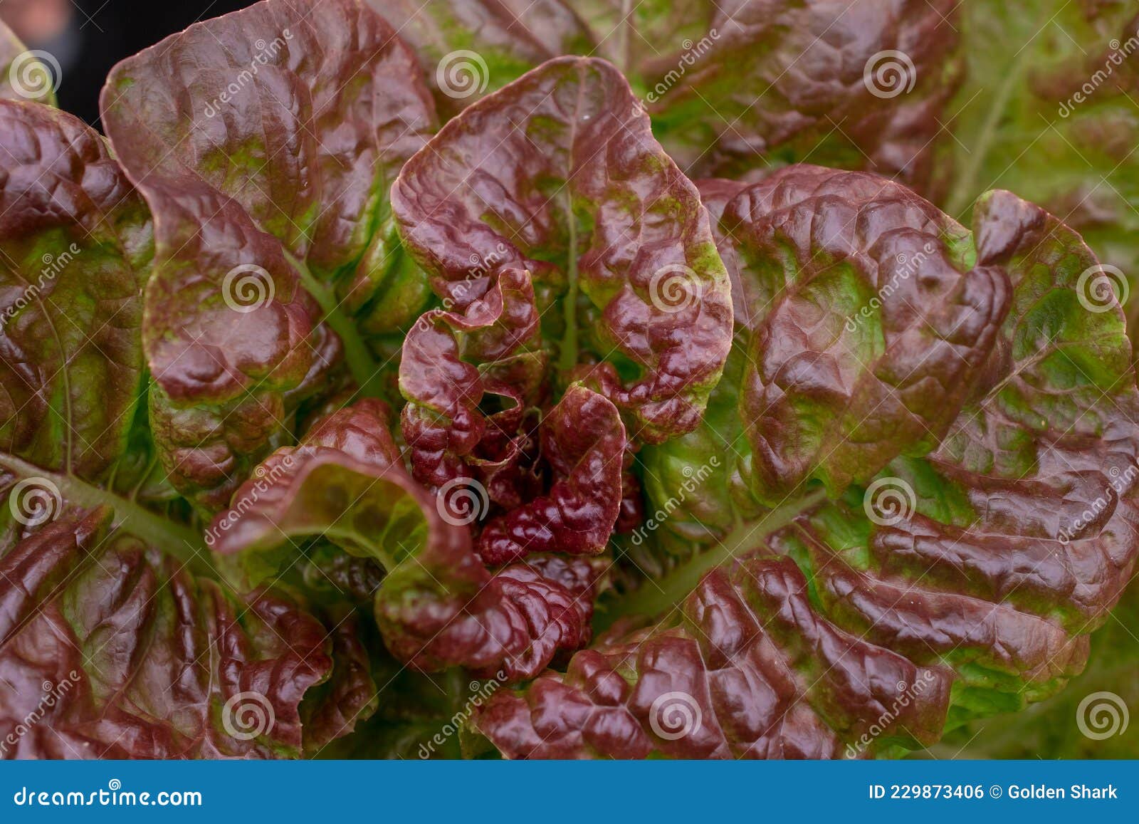 Diferentes Tipos De Lechuga En Un Huerto Foto de archivo - Imagen de ...
