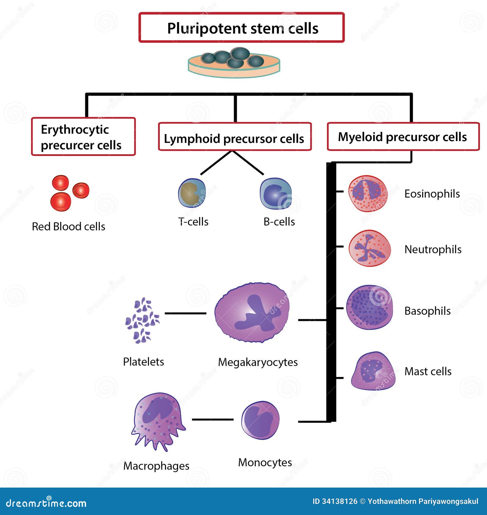 Différenciation Des Globules Sanguins Illustration Stock - Illustration ...
