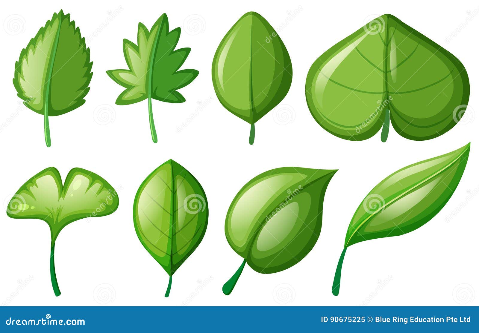 Différentes Formes Des Feuilles Illustration de Vecteur - Illustration ...