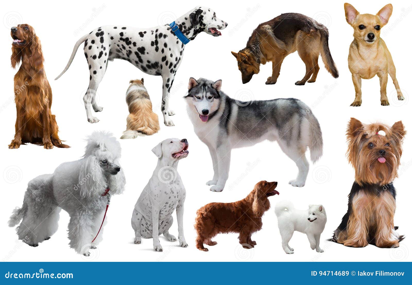 Différentes races de chien image stock. Image du race - 94714689