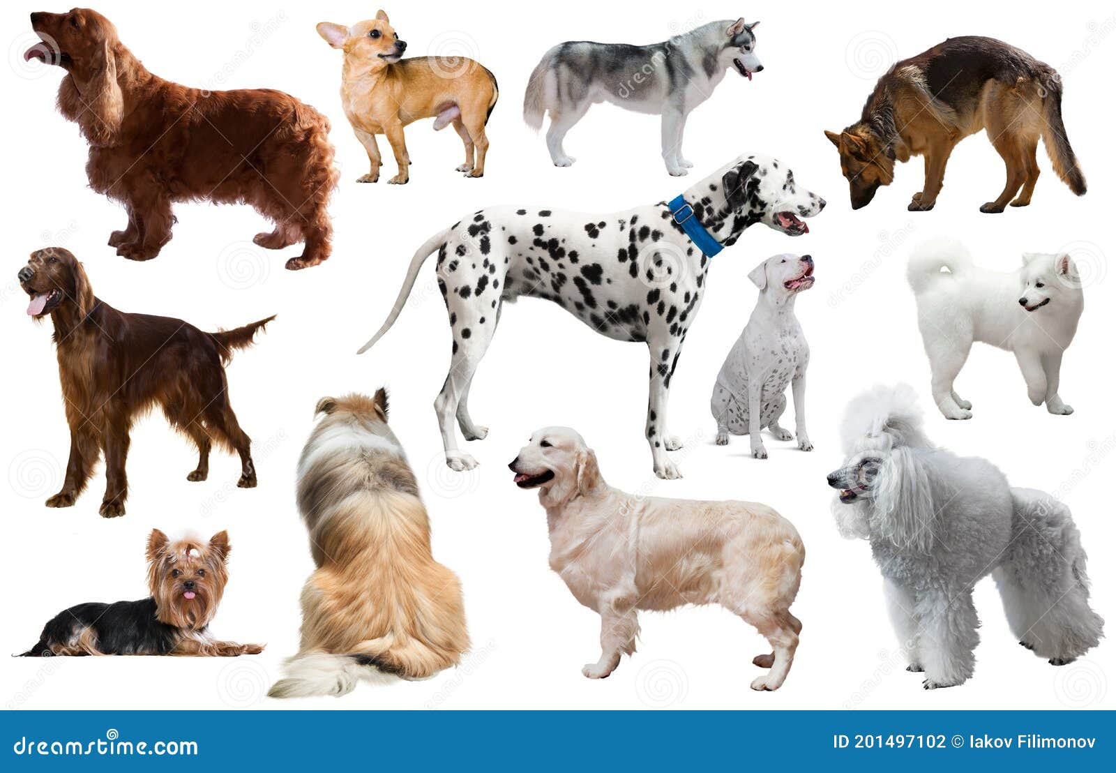 Différentes races de chien photo stock. Image du lévier - 201497102