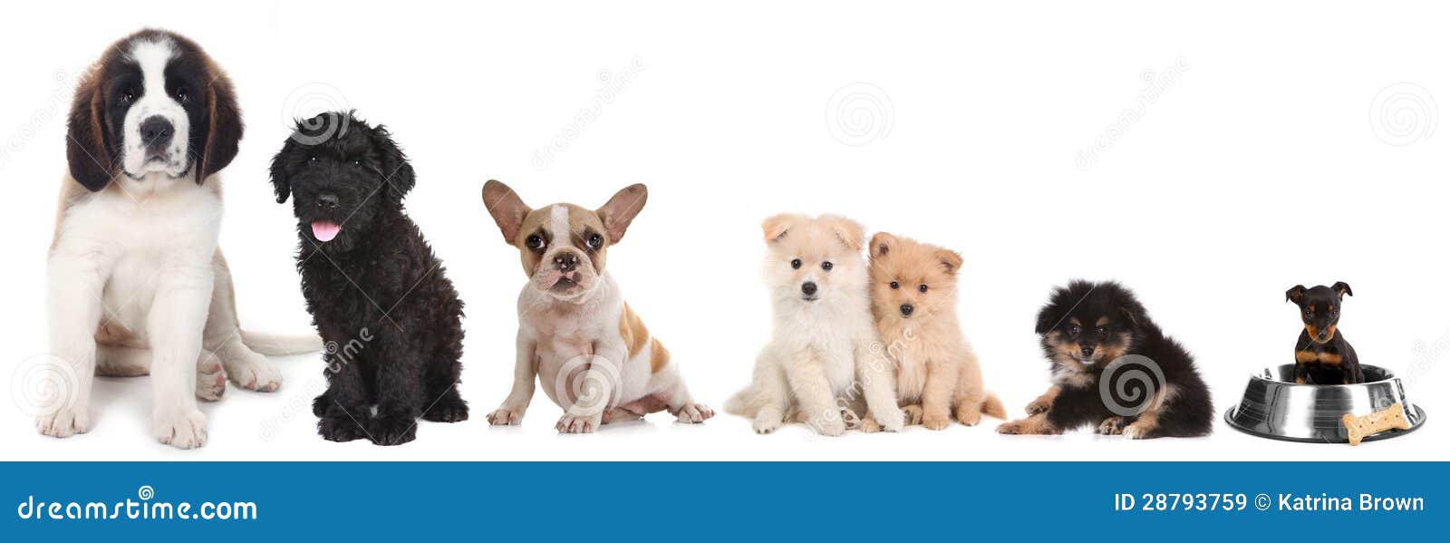 Différentes Races Des Chiots Sur Le Blanc Image stock - Image du crabot ...