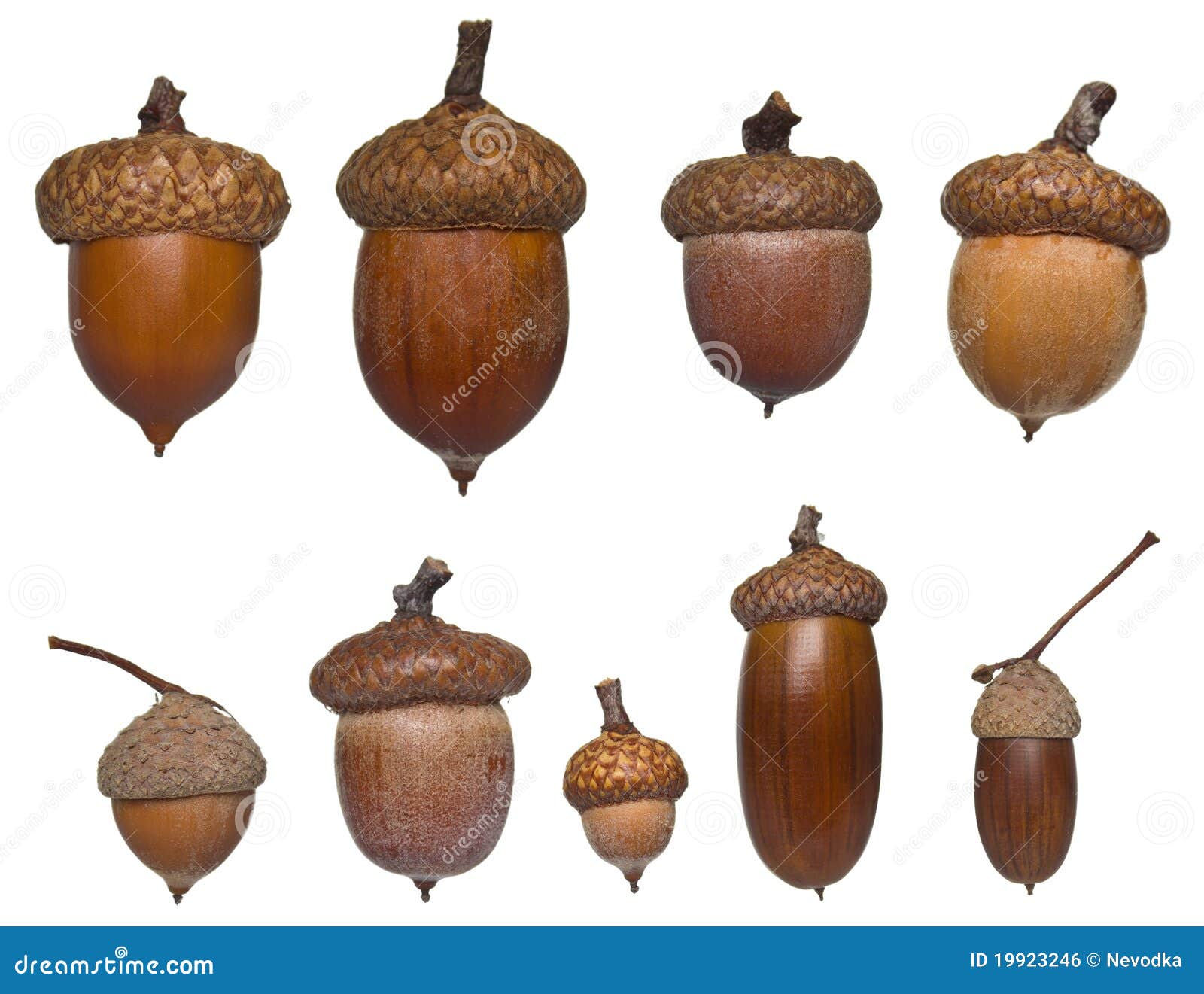 Différents Type Et Tailles De Gland Photo stock - Image du nature ...