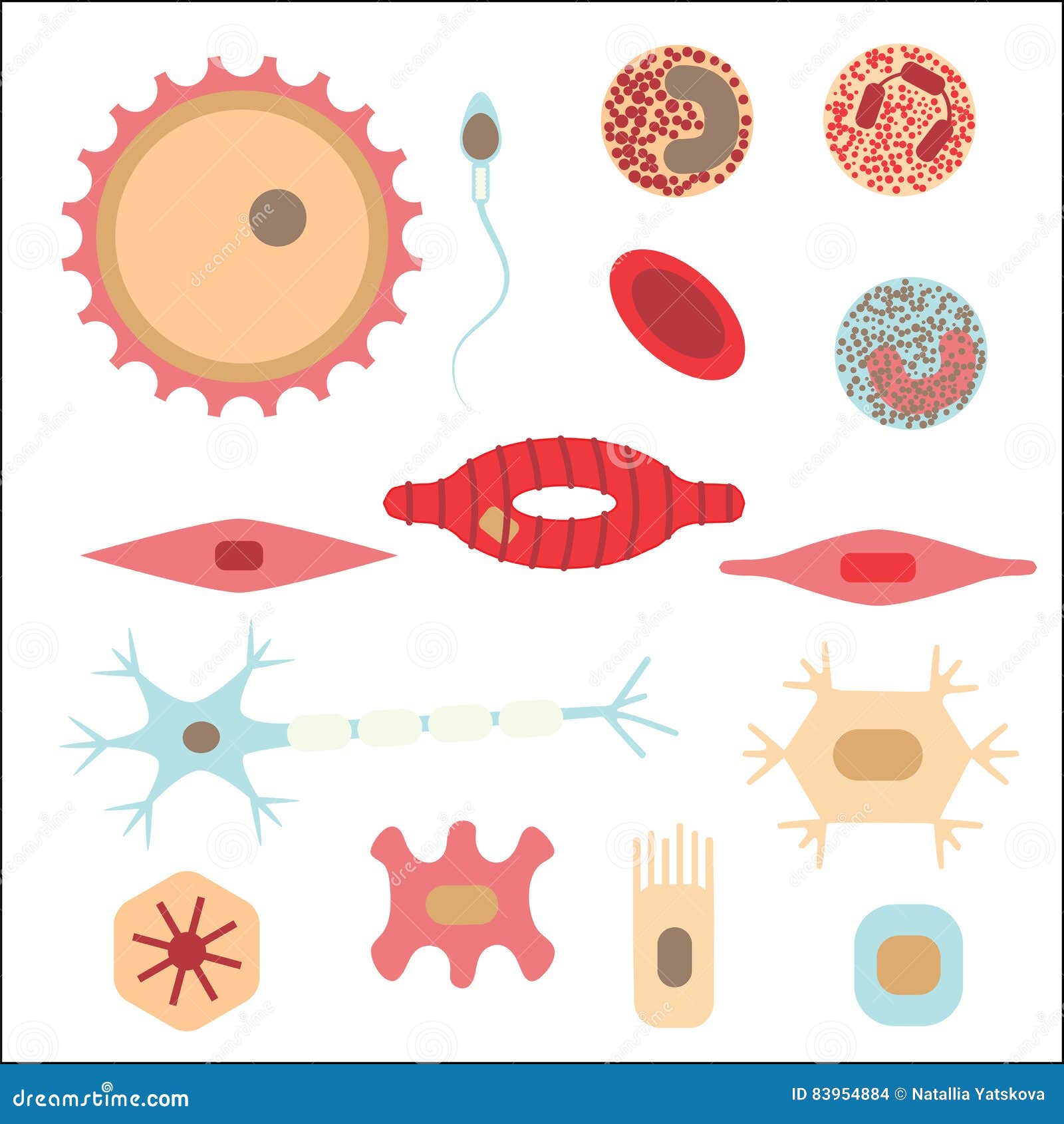 Différents Types De Cellule Humaine Illustration de Vecteur ...