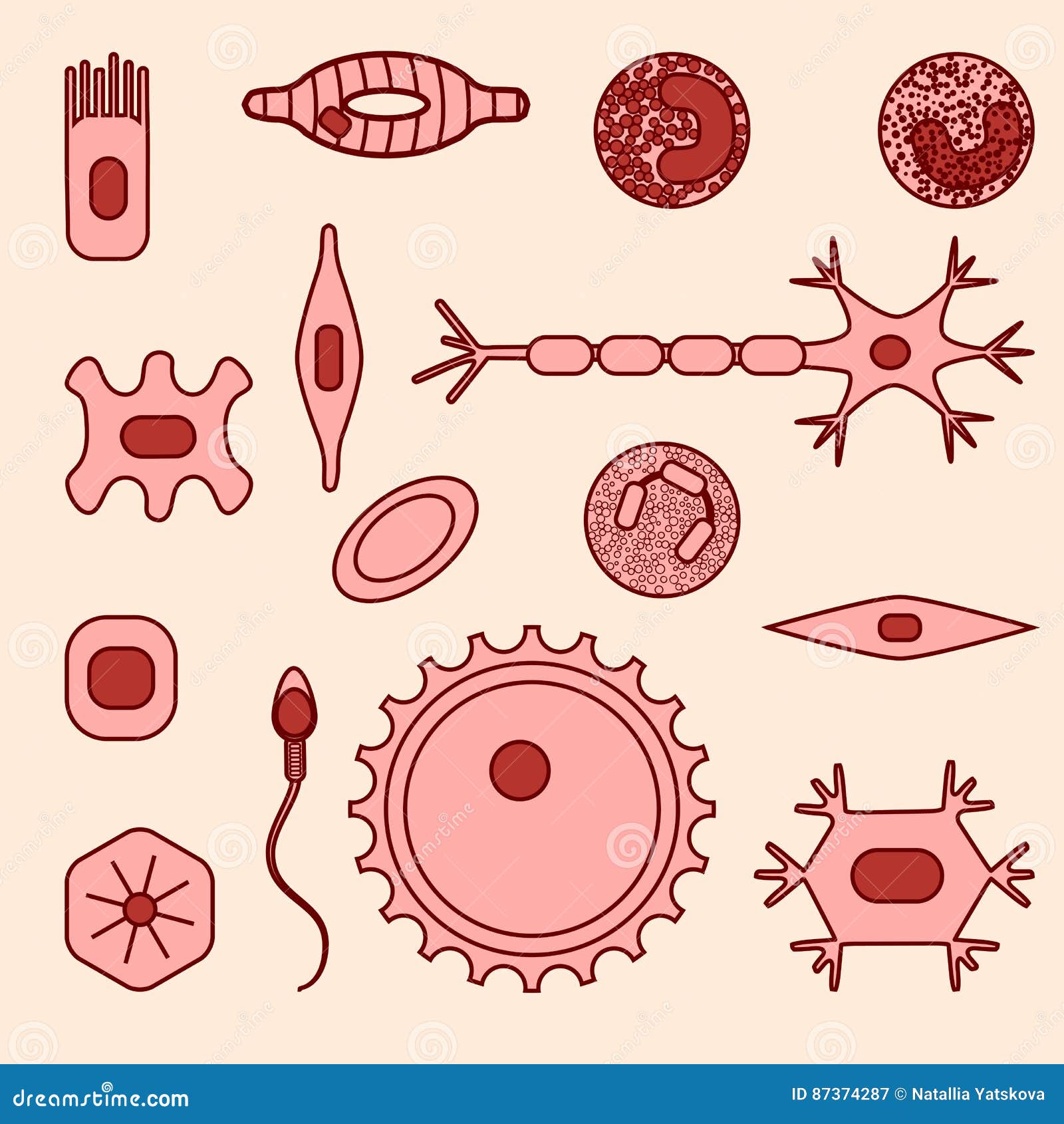 Différents Types De Cellule Humaine Illustration de Vecteur ...