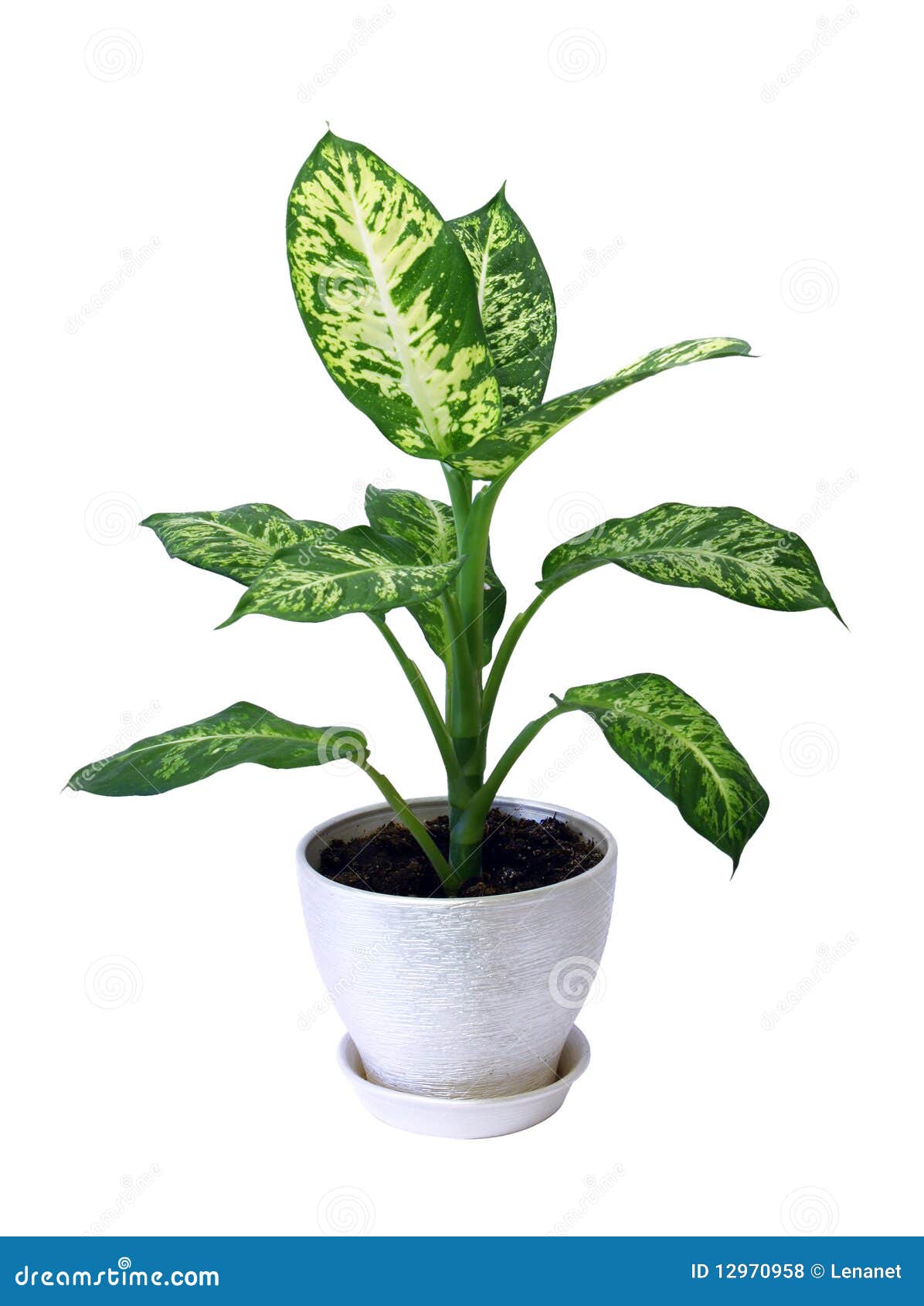 Diffenbahia or Dieffenbachia Stock Photo - Image of house, leaves: 12970958