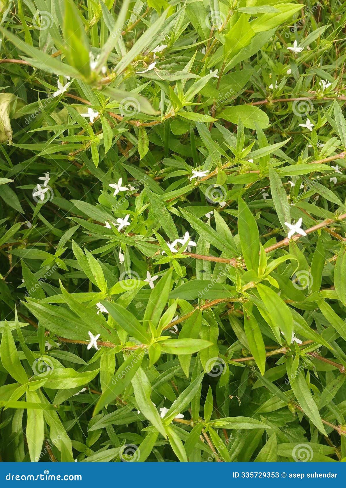 Difference Does Not Mean it is Not Beautiful To Look at Stock Image ...