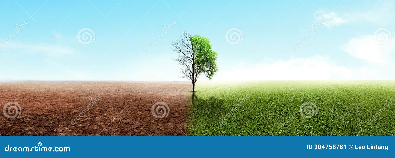 The Difference between Drought Trees To Growing Trees on the Ground ...