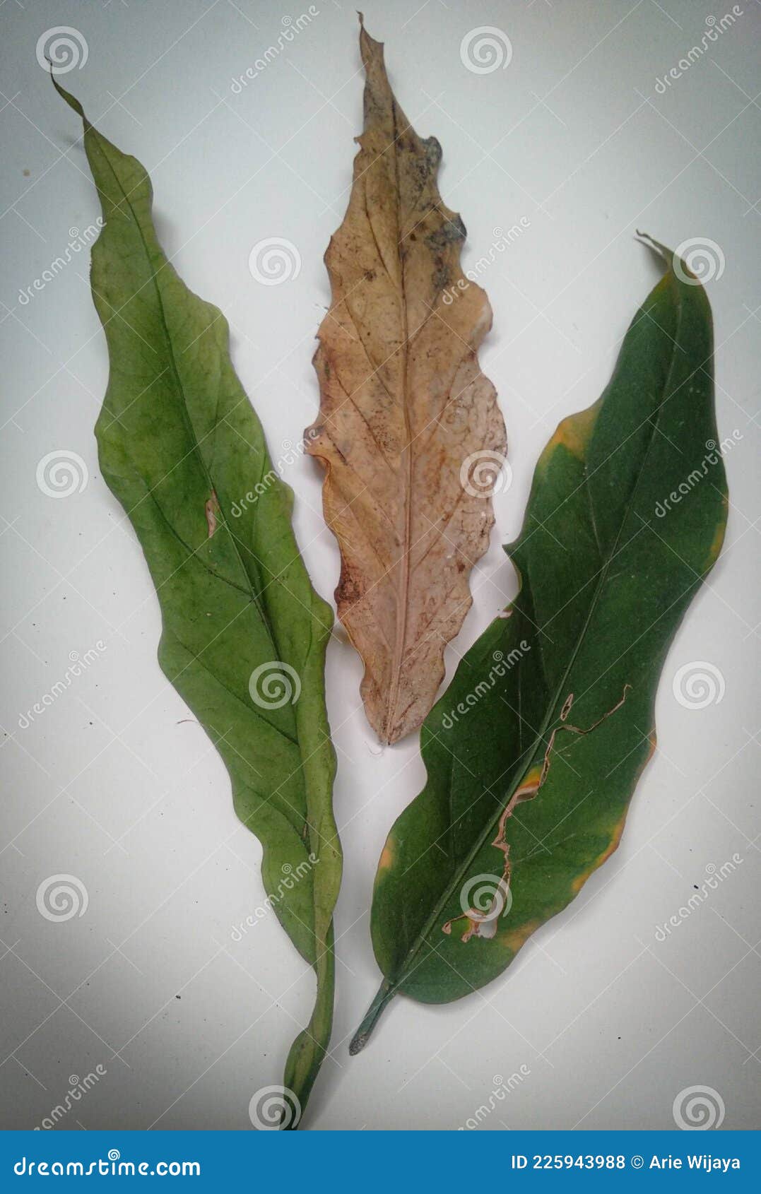 The Difference between Dry Leaves and Fresh Leaves from the Wave of ...