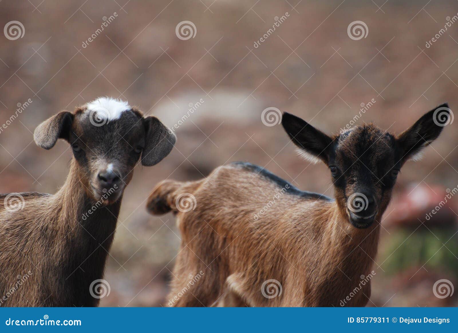 A Difference in Ears on these Baby Goats Stock Image - Image of farm ...