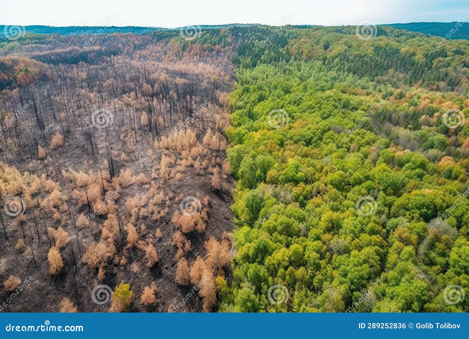 The Difference between a Forest and a Forested Area Stock Photo - Image ...