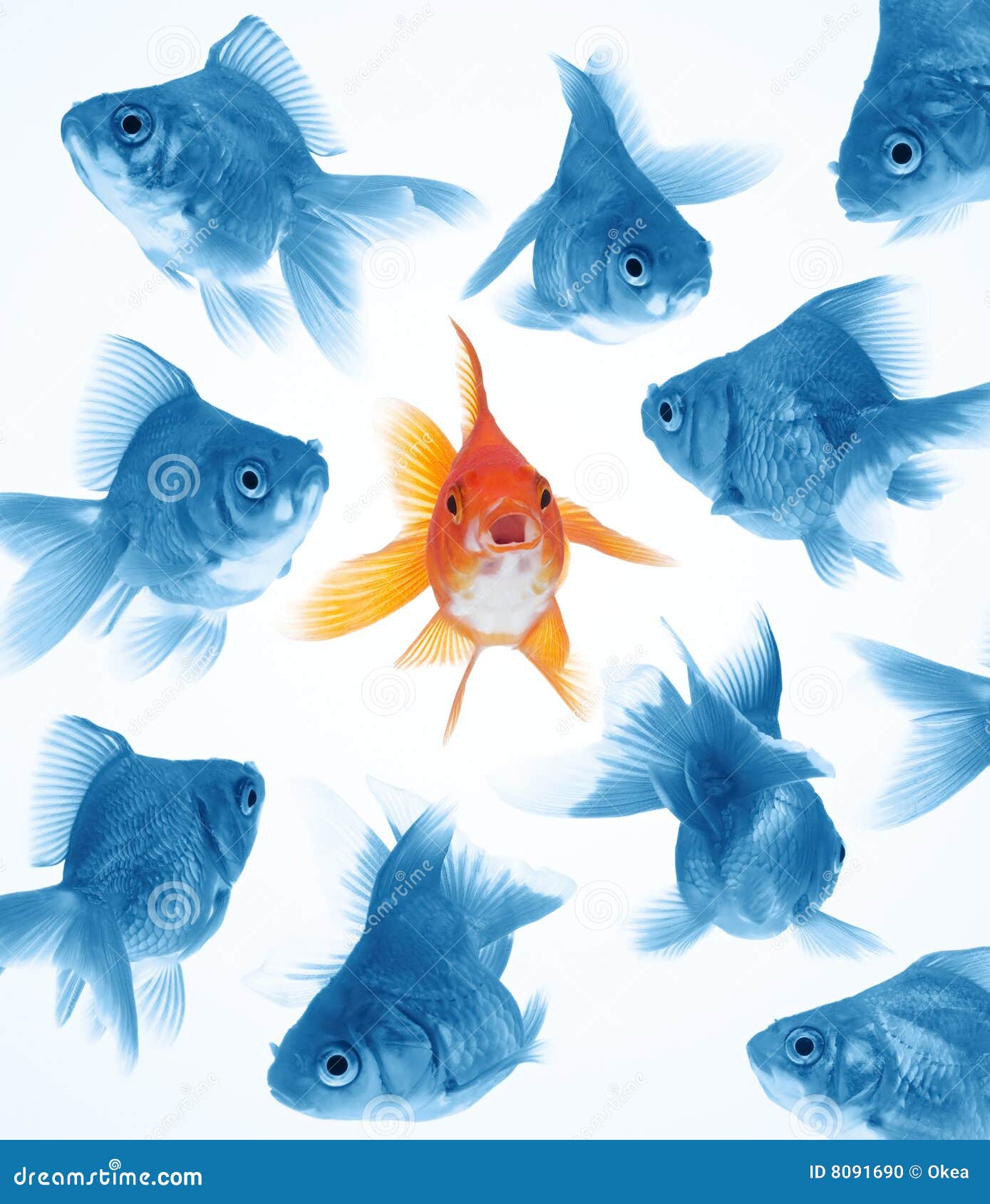 Difference by goldfish stock photo. Image of isolated - 8091690