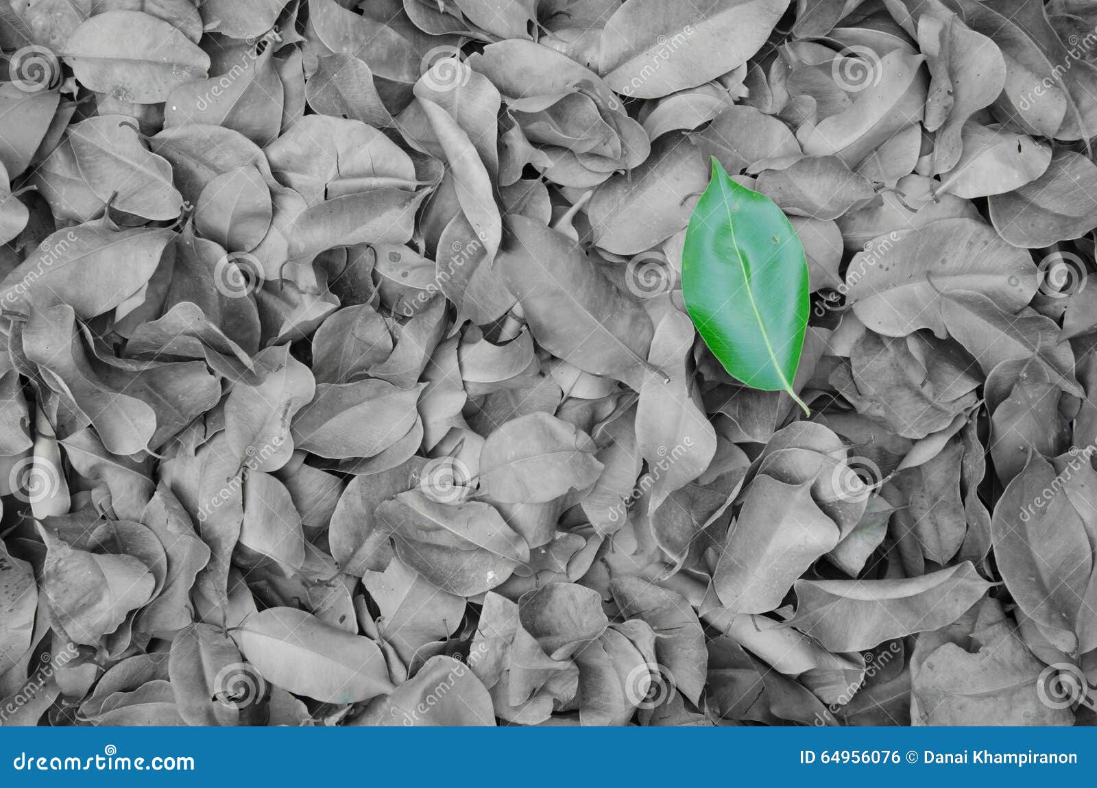 The difference of nature stock photo. Image of black - 64956076