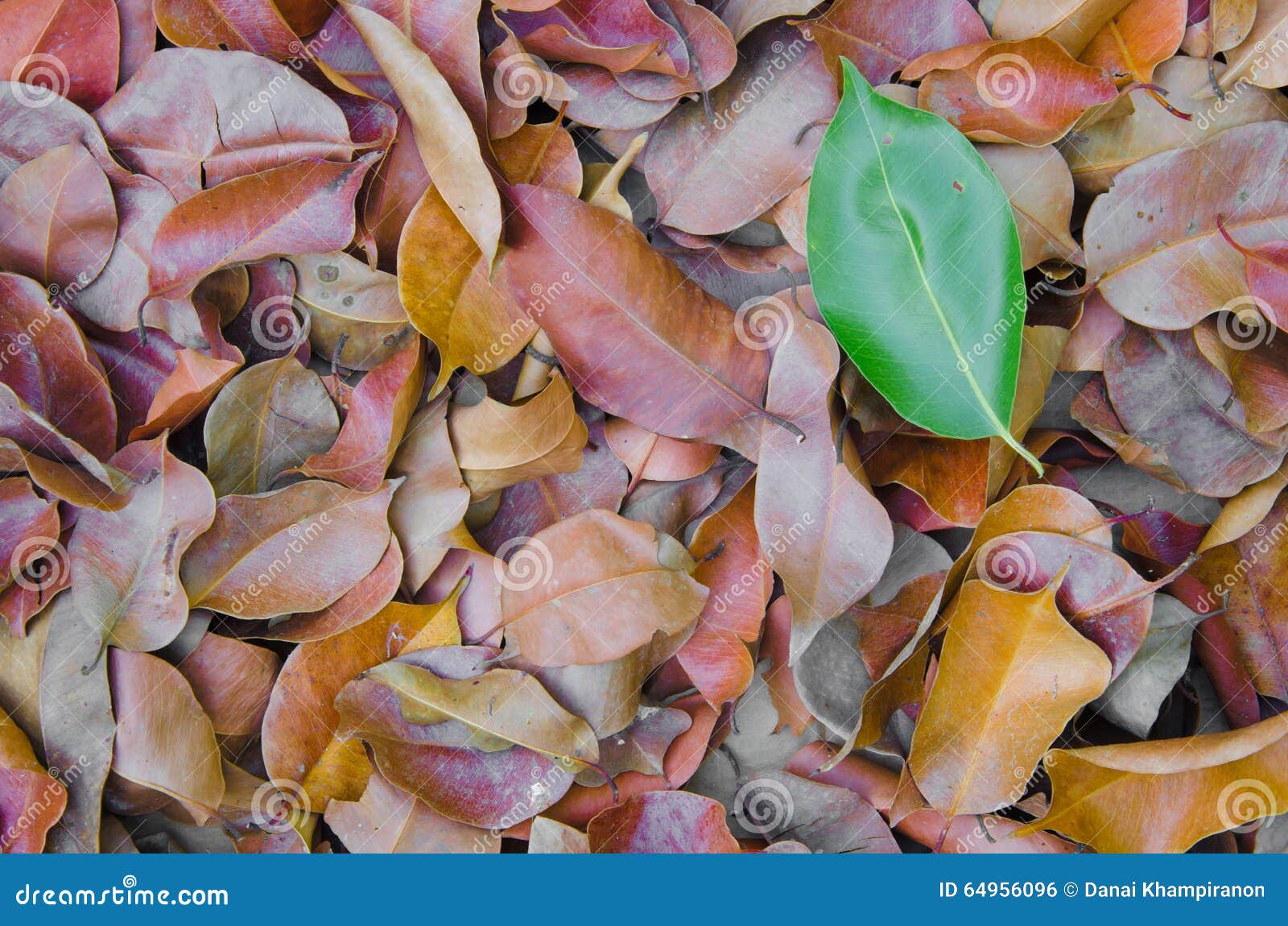 The difference of nature stock photo. Image of business - 64956096