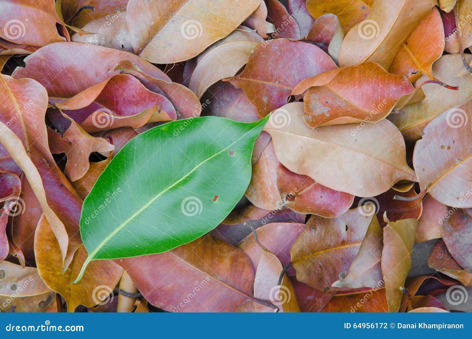 The difference of nature stock photo. Image of branding - 64956172