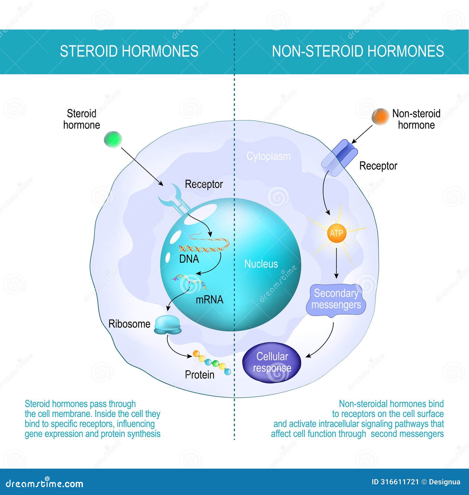 Difference Between Non Steroid Hormones And Steroid Hormones Stock