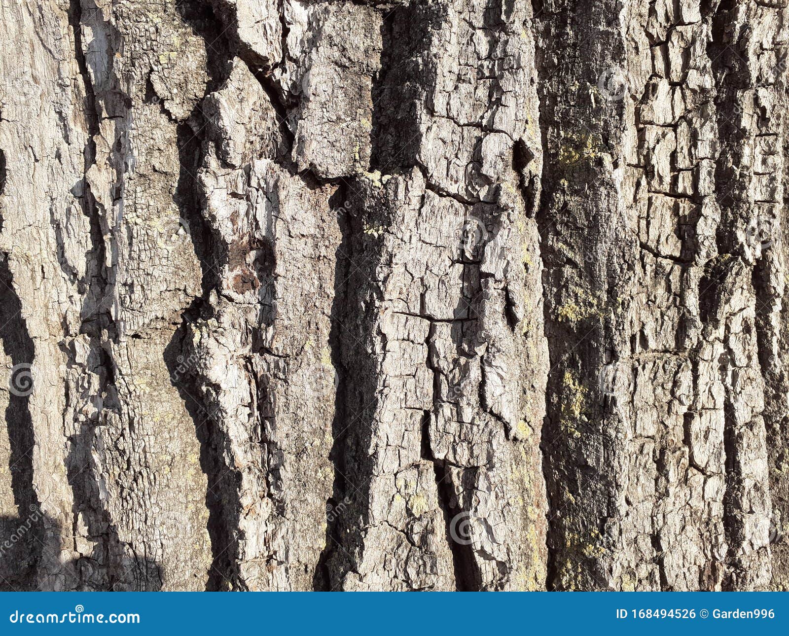 The Surface Structure of the Cortex of Mongolian Oak. Stock Photo ...