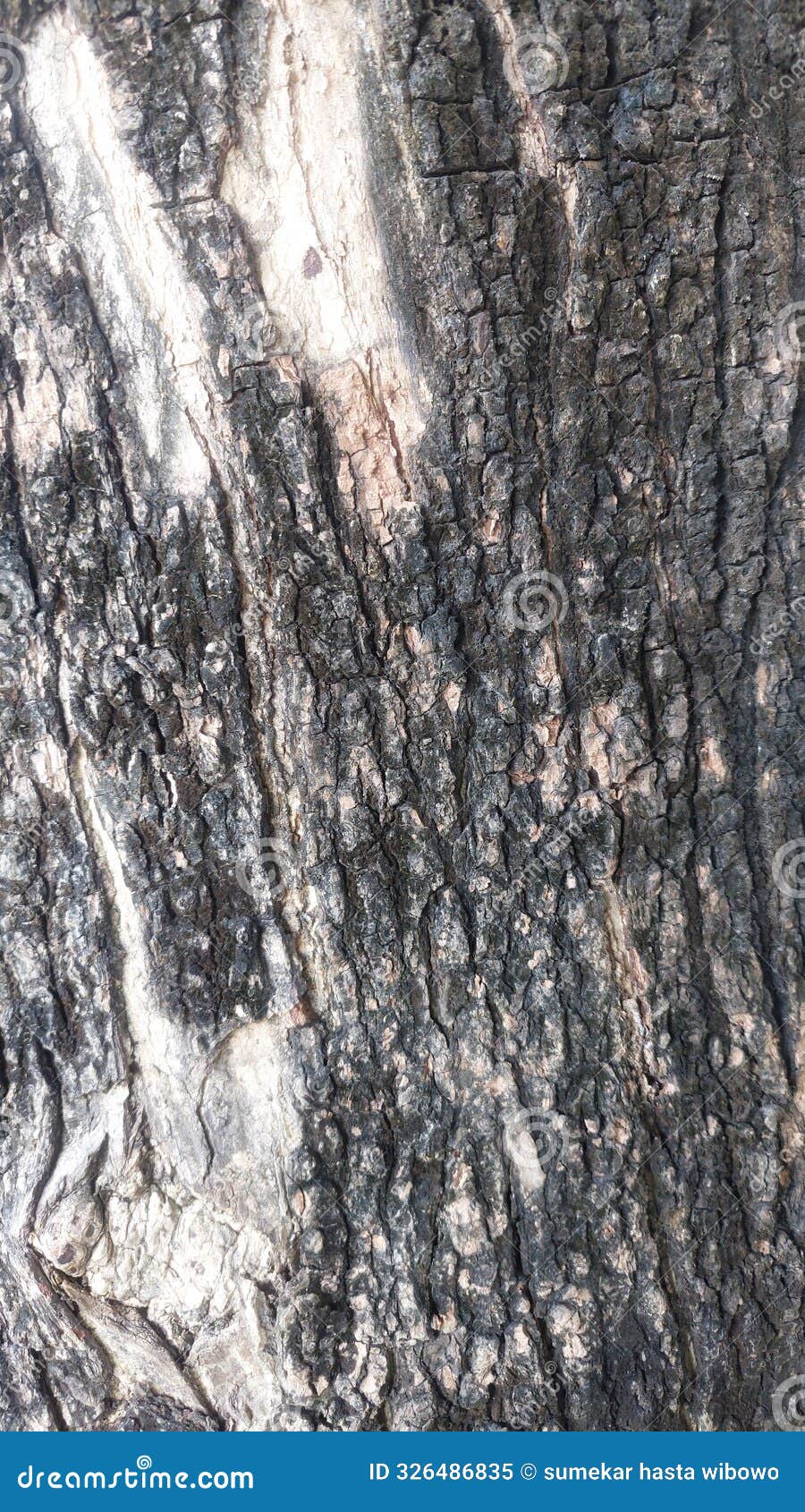 Difference between Old and Young Tree Bark Stock Image - Image of tree ...