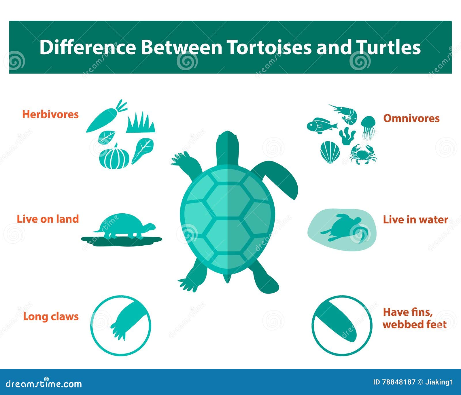 Difference between Tortoises and Turtles, Vector Stock Vector ...