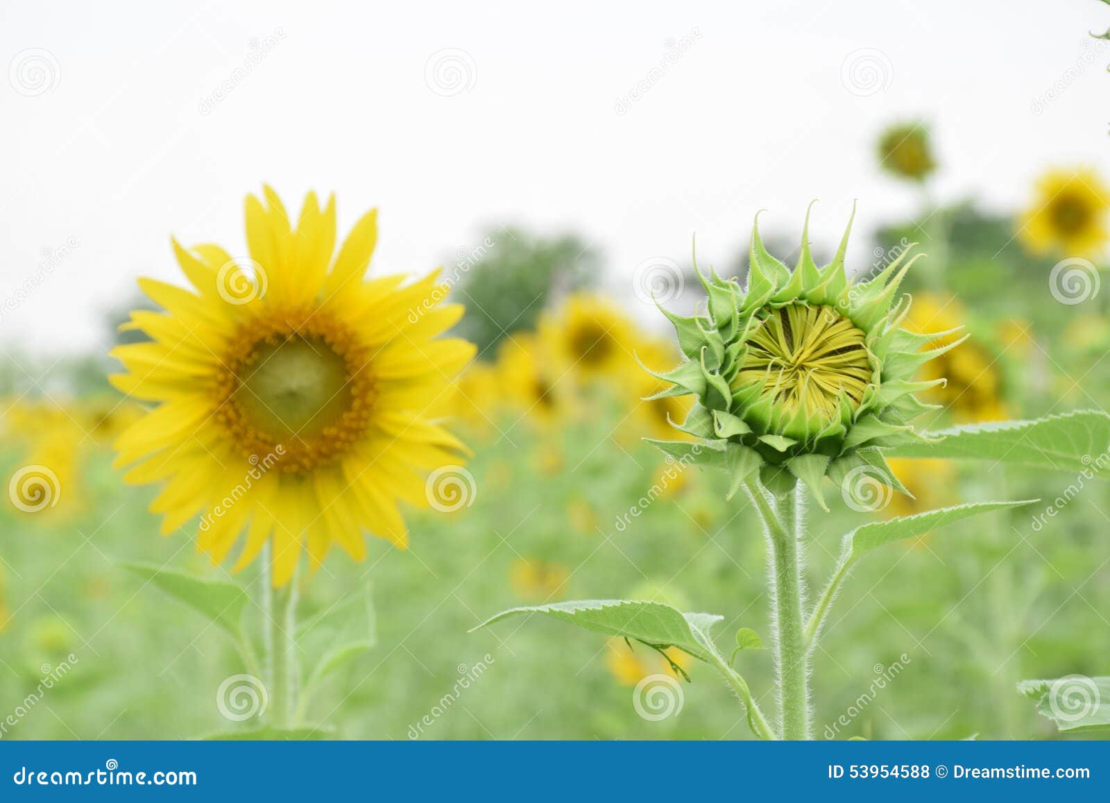 Difference stock photo. Image of nature, sunflowers, thailand - 53954588