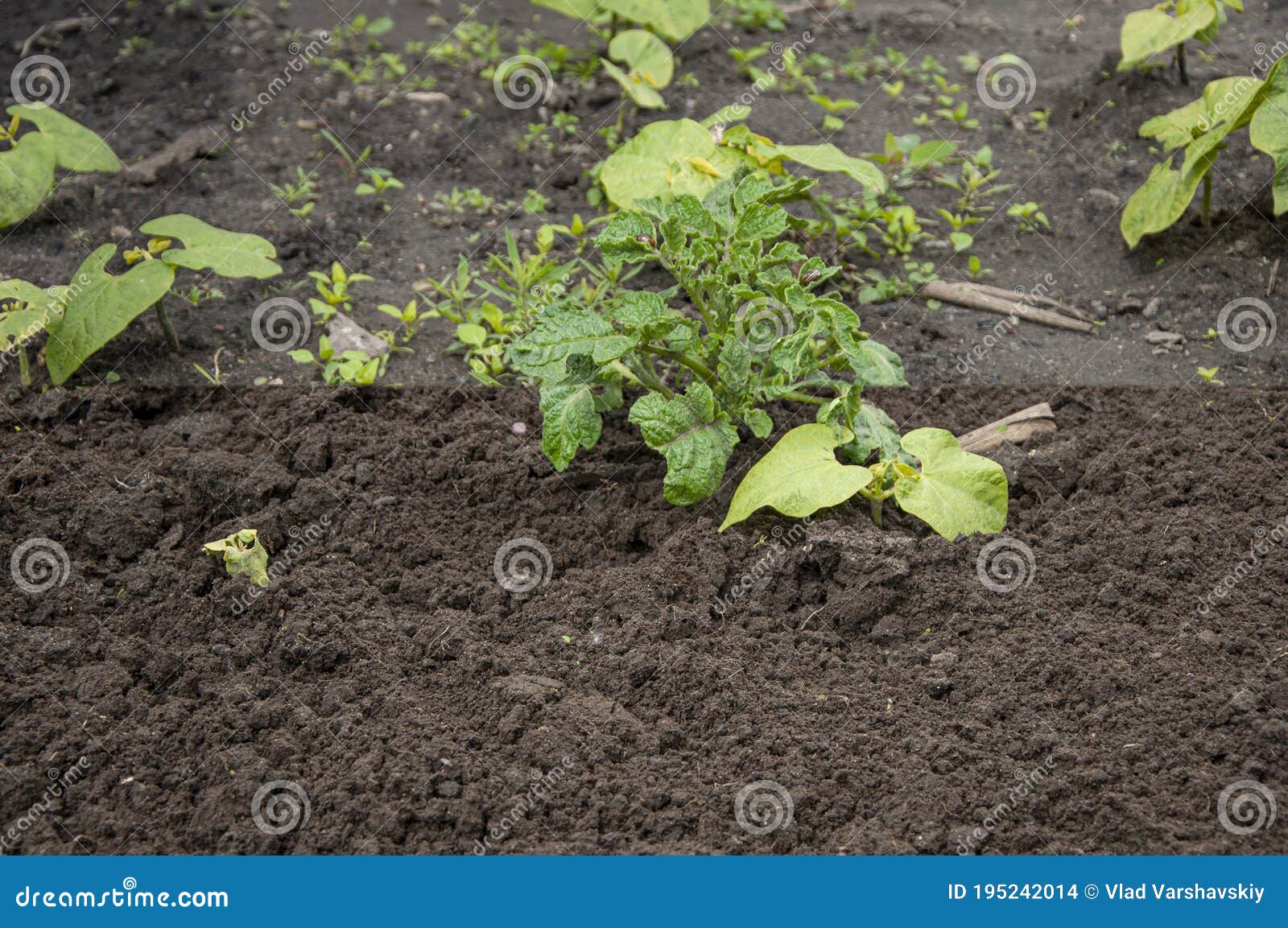 Difference between a Well-groomed and Abandoned Section of Town with ...