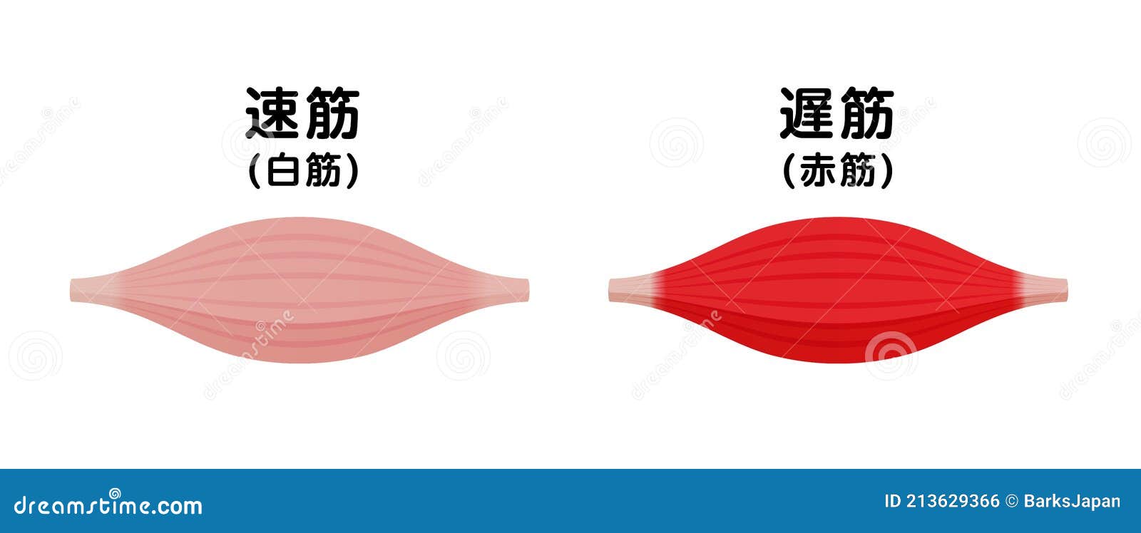 Difference between White Muscle and Red Muscle. Vector Illustration ... Difference between White Muscle and Red Muscle. Vector Illustration ...